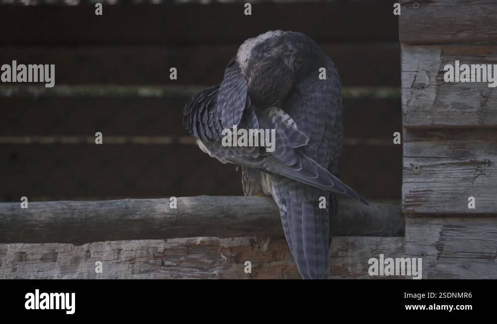 Zoological raptor Stock Videos & Footage - HD and 4K Video Clips - Alamy