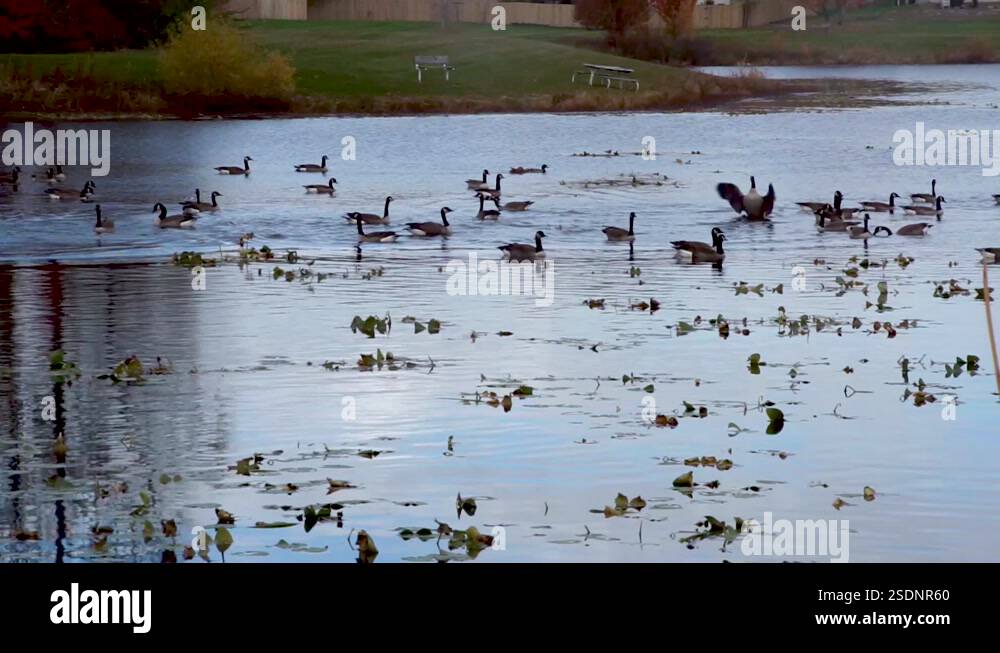A Raft of Ducks Wading in a Water Pond - Static Bird-Watching Shot ...