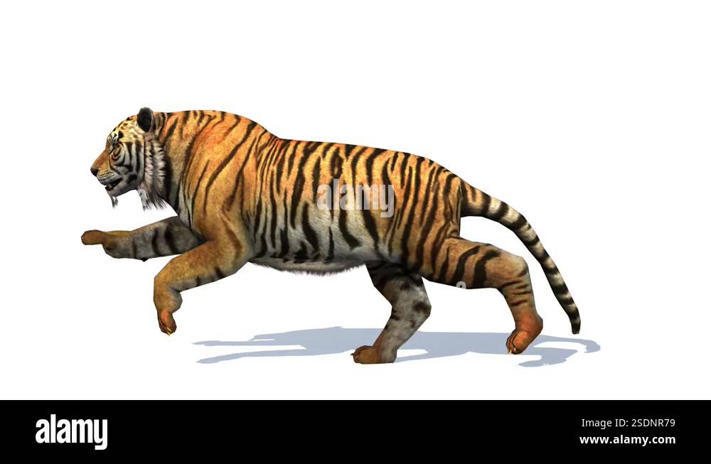 Tiger Running Fast Across the Frame on White Screen - Animated Tiger ...