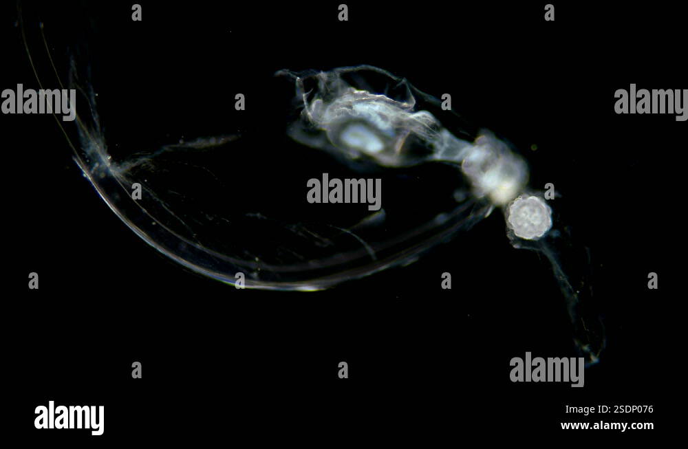 Under a microscope, plankton and zooplankton, Appendicularia belong to ...