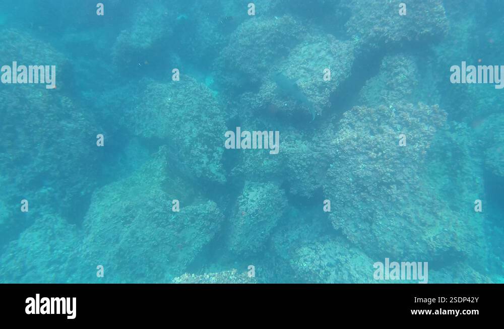 A small grey shark is swimming in the clear and turquoise ocean of the ...