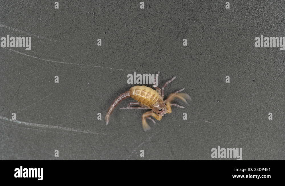 Newborn scorpion Lychas tricarinatus, family Buthidae, Distributed in ...