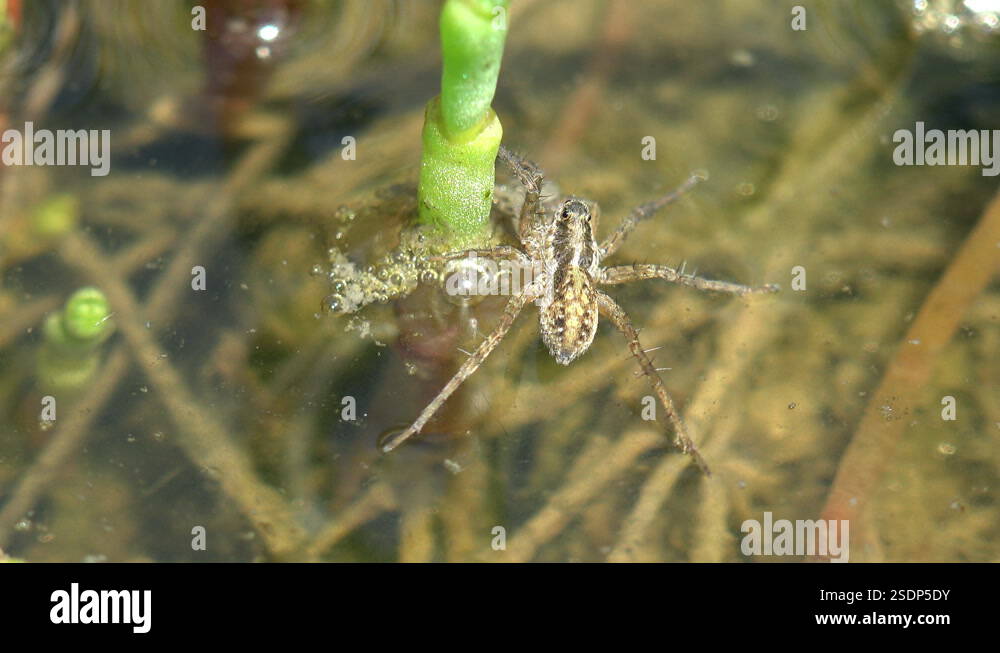 Spider sits on water of a forest swamp next to cane stalk, mosquito ...