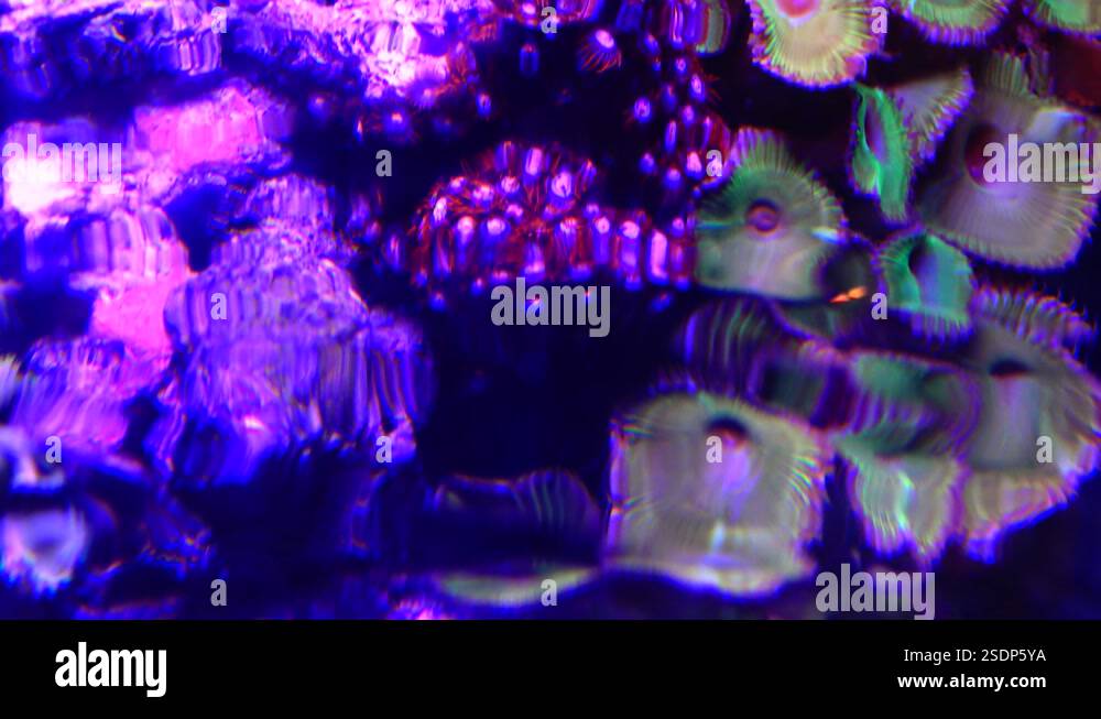 Colorful button corals swaying under the sea water, GREEN WHITE STRIPED ...
