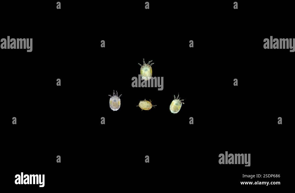 Acari (mite) Deutonymph under the microscope, of the Histiostomatidae ...