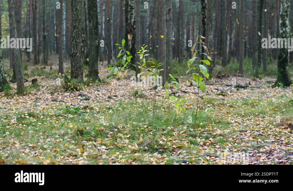 Little leaves fly down from birch trees, brown and yellow lie on the ...
