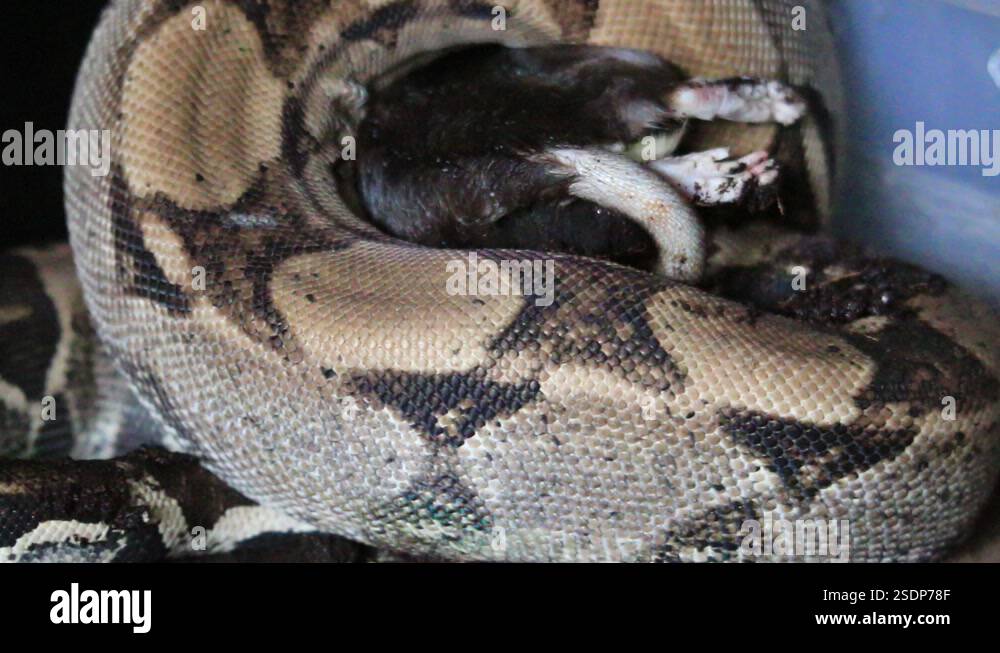Great boa boa constrictor Stock Videos & Footage - HD and 4K Video ...