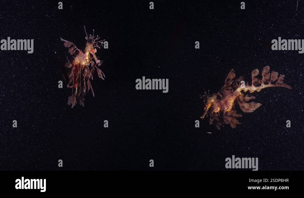 Leafy Sea Dragons Phycodurus eques feeding at night with eggs 4k 25fps ...