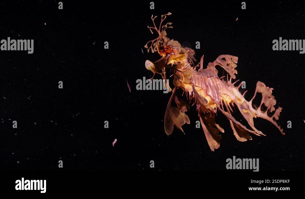 Leafy Sea Dragons Phycodurus eques feeding at night with eggs 4k 25fps ...