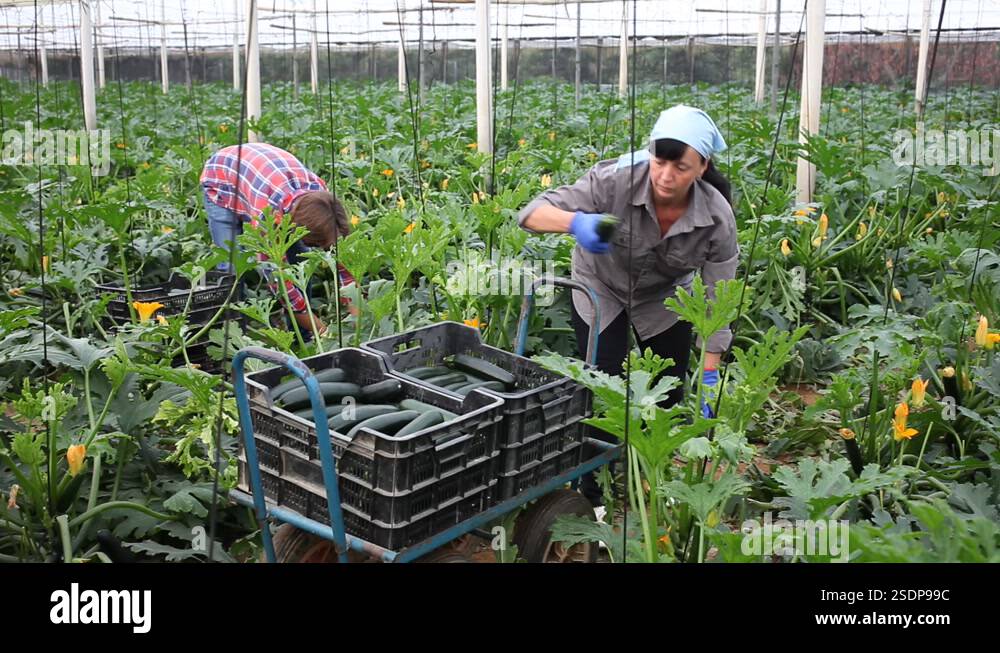 Woman collects ripe zucchini. Man stacks boxes of zucchini in a ...