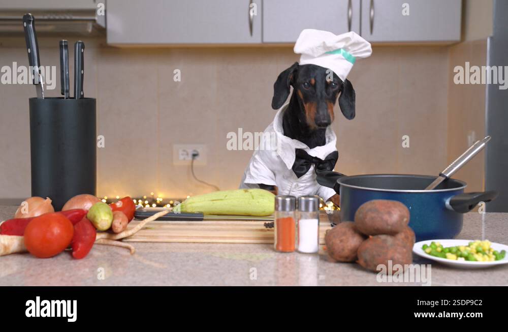 Funny dachshund dog dressed as chef participates in cooking show and is ...