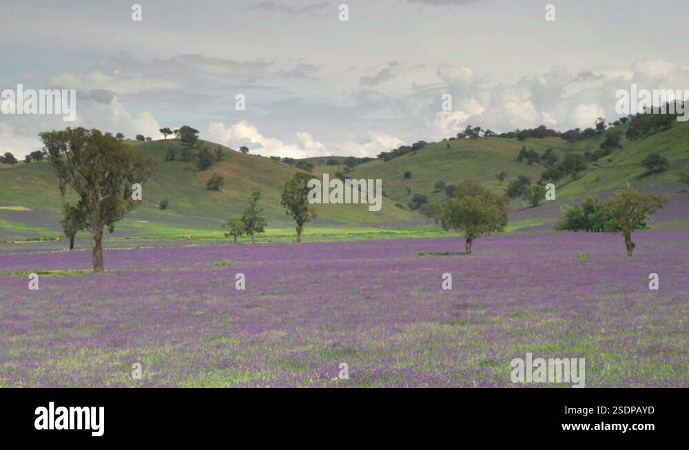 Paddock weed Stock Videos & Footage - HD and 4K Video Clips - Alamy