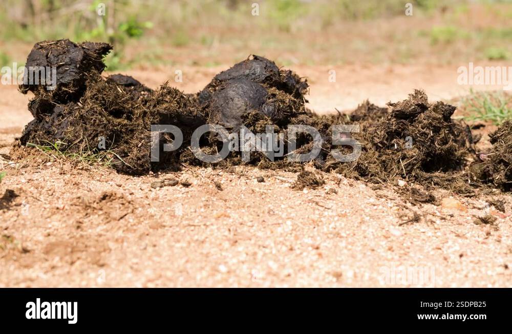 A long timelapse of a fresh Rhino dung pile/heap being decomposed by ...