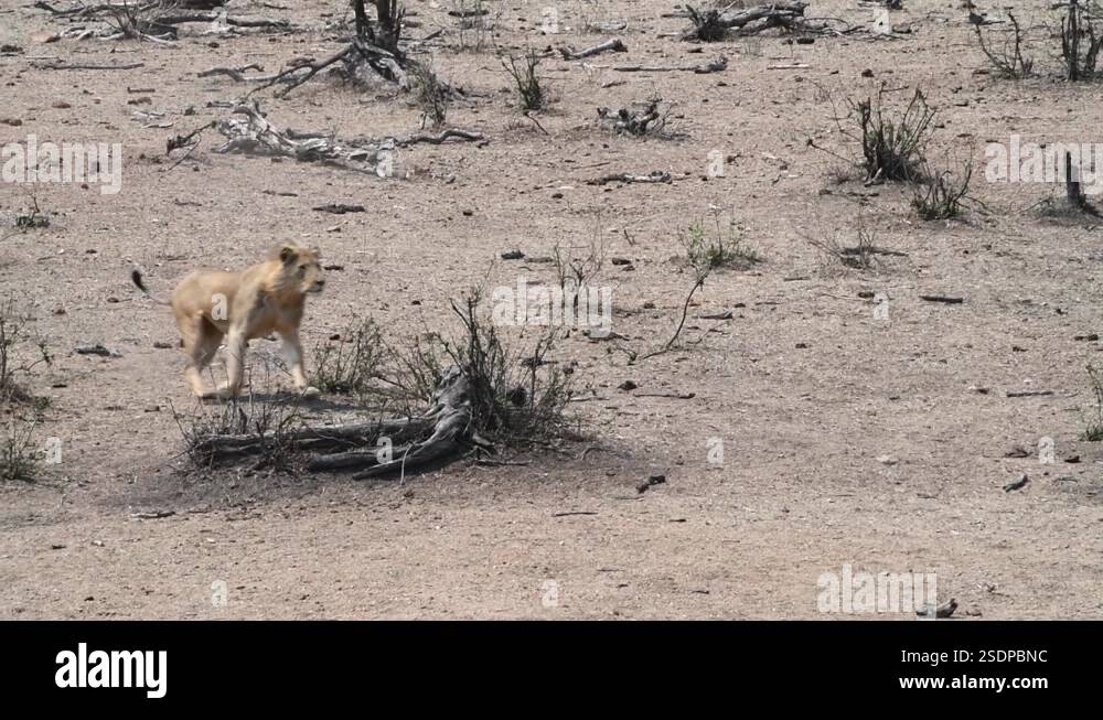 A young male lion chasing an Impala antelope and fails, Kruger National ...
