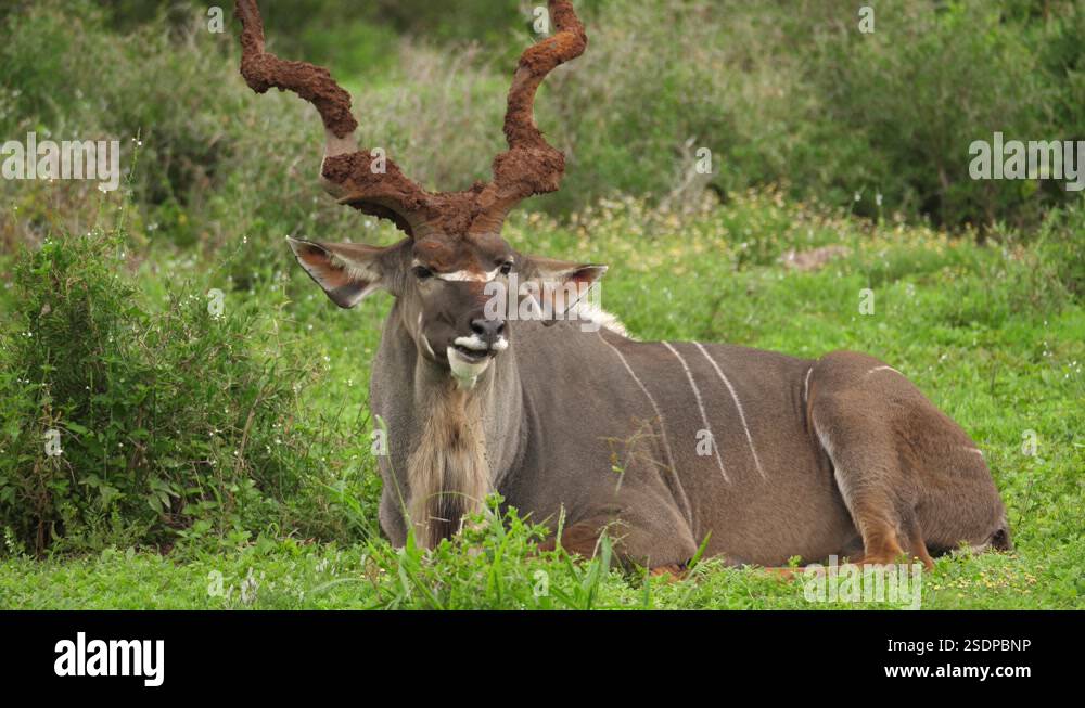 Large male Kudu with muddy spiral horns chews cud on African savanna ...