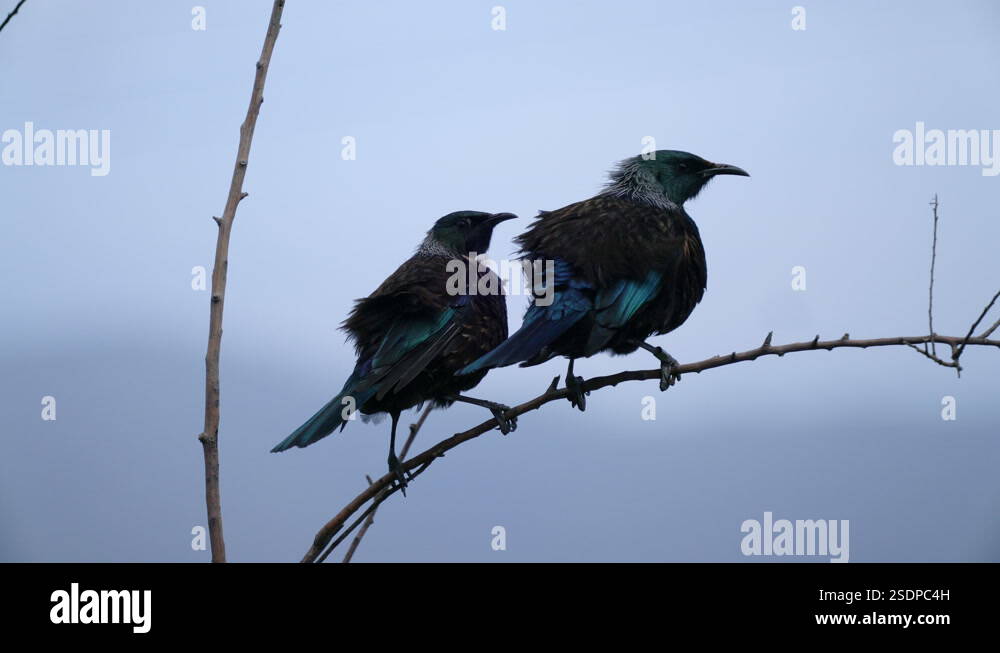 Two New Zealand Tui Birds on a branch and flying away in slow motion ...