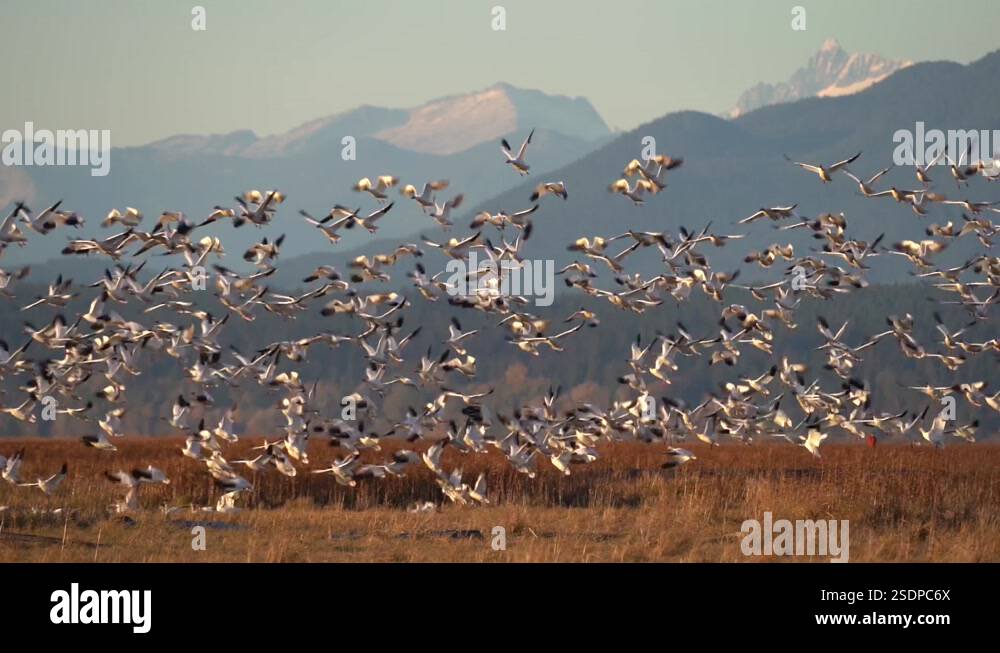 A large flock of wild snow geese taking off Richmond wetlands in slow ...