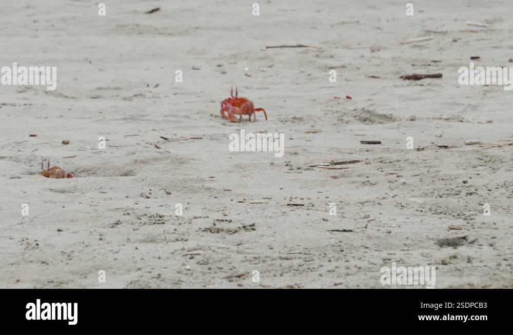 Crab Digging Hole On Sand To Rest In Olon Beach, Ecuador. - handheld ...