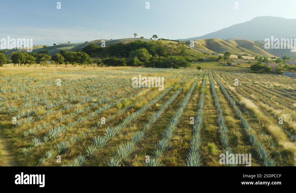 Low Aerial Flight Reveals Blue Agave Fields on Rural Tequila, Mexico ...