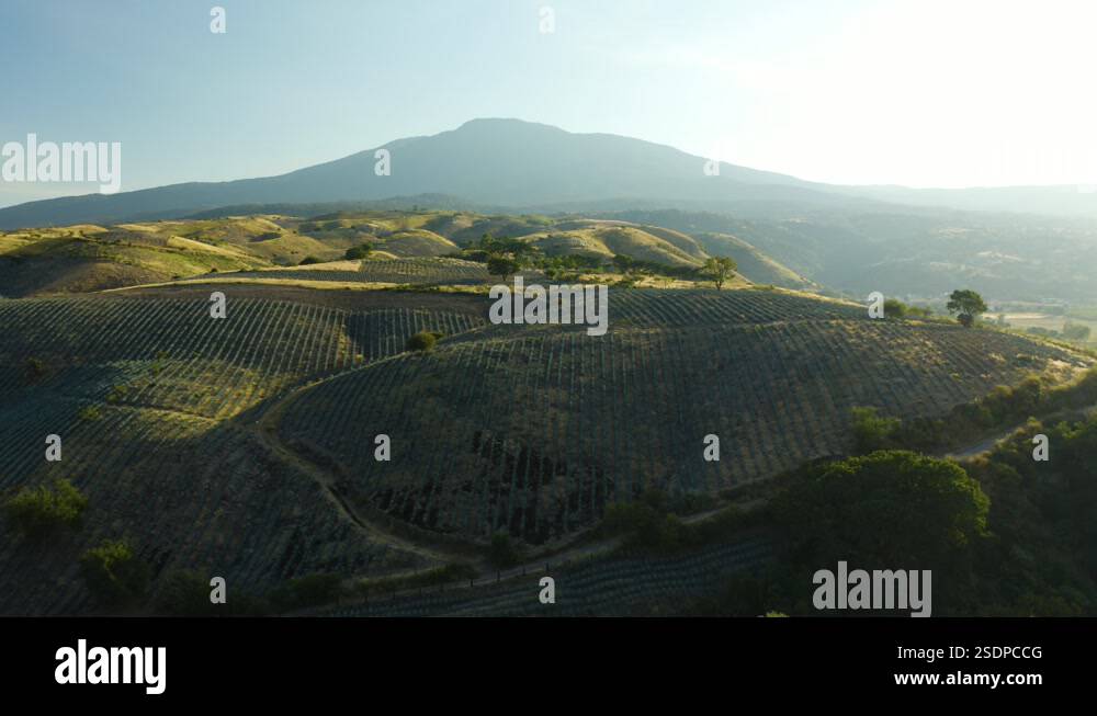 Incredible Aerial Perspective Above Agave Fields. Beautiful Landscape ...