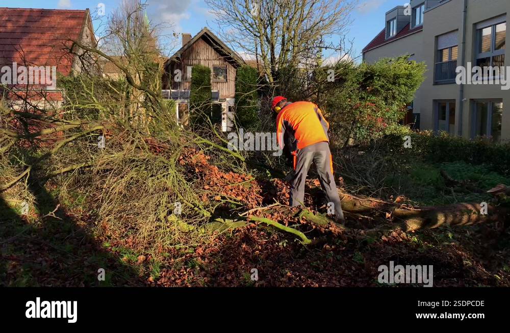 Slow motion of man with chainsaw cutting falling tree trunk into pieces ...