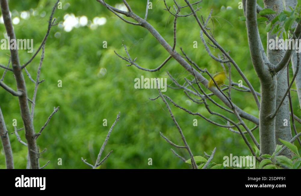 Yellow warbler bird hops between tree branches before taking off into ...