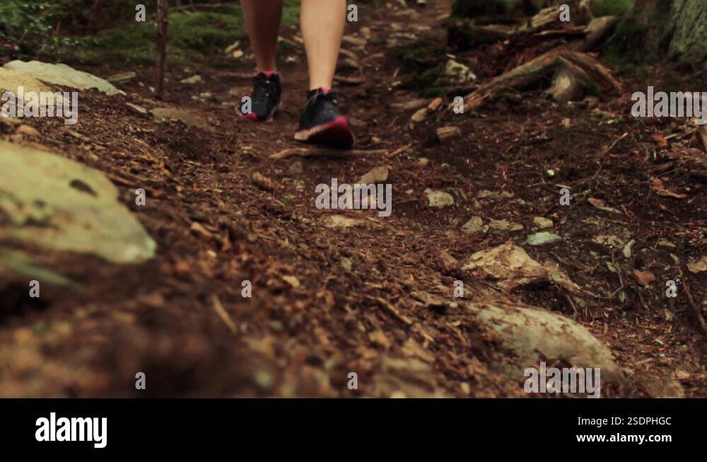 A person with a stick to lean on is walking down the forest trail in ...