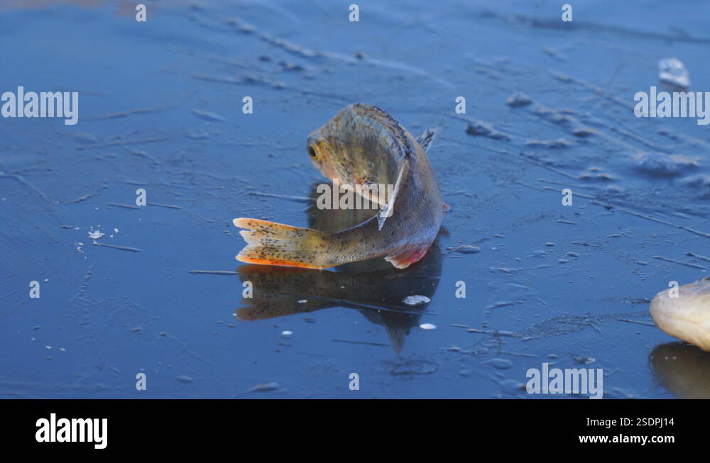 River perch, sick with postodiplostomiasis, caught on winter fishing ...