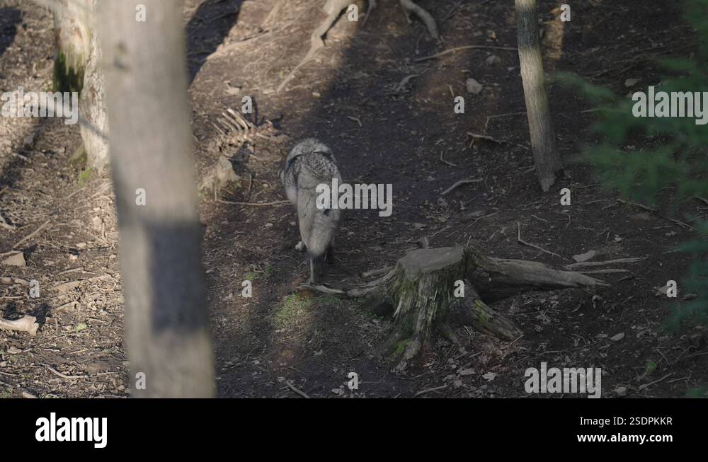 A Lone Grey Wolf Hunting For Food In The Woods In Parc Omega, Quebec ...