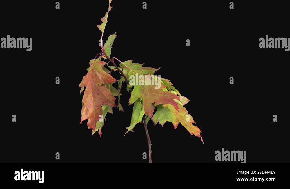 Time-lapse of drying Acer leaves in RGB + ALPHA matte format Stock ...