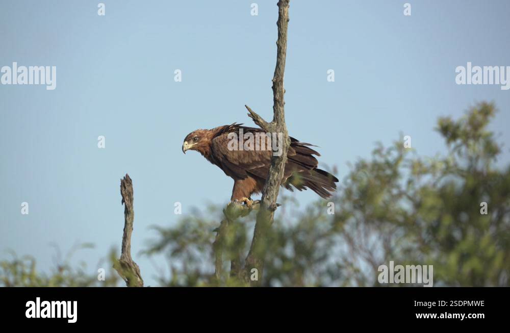 A Tawny eagle sits perched on a dead branch searching for prey Stock ...