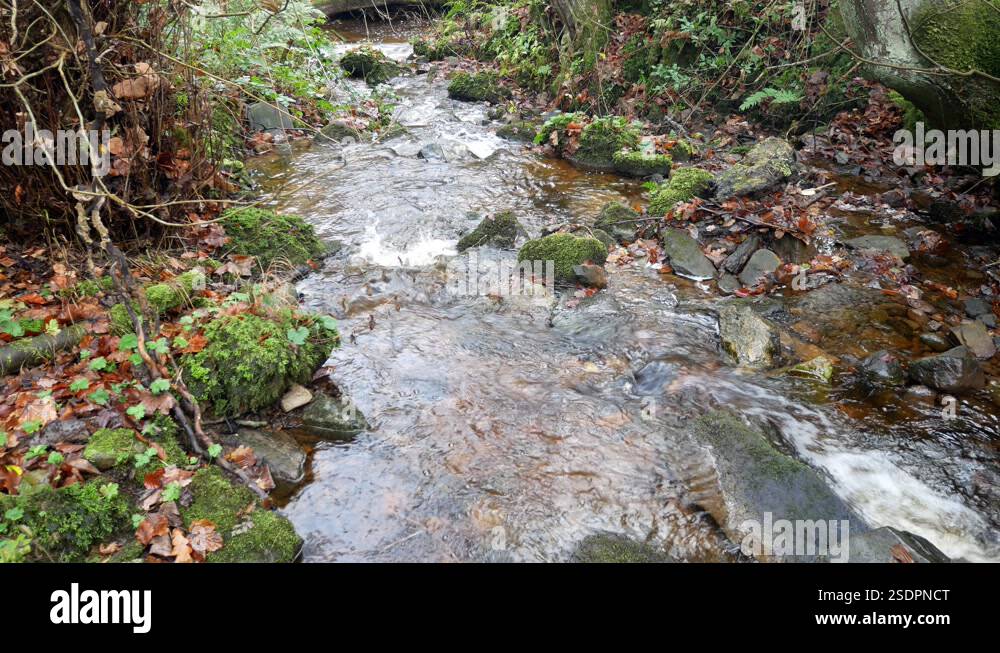 Old rural copper mine flowing river creek through damp woodland forest ...