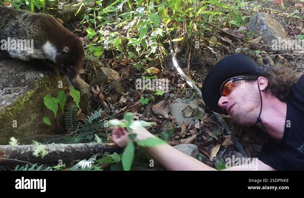 Male Feeding White-Nosed Coati (Coatimundi) on Hike Trail of Volcan ...