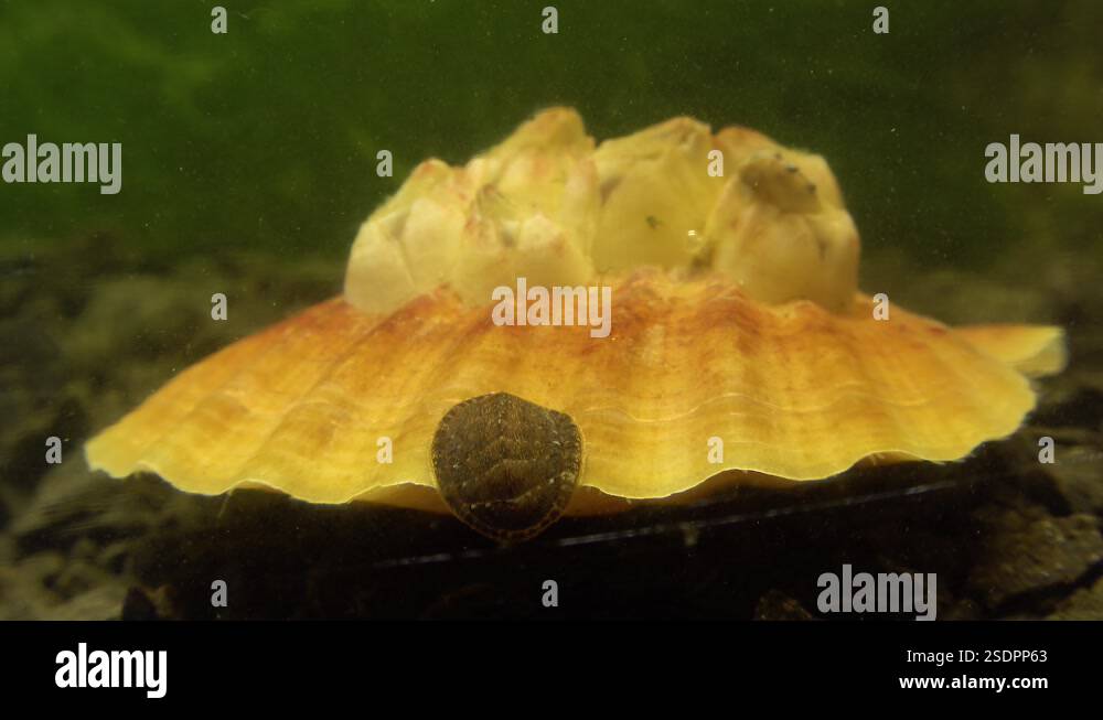 Ancient armored mollusk (Chiton polii) on the shell of a clam Smooth ...