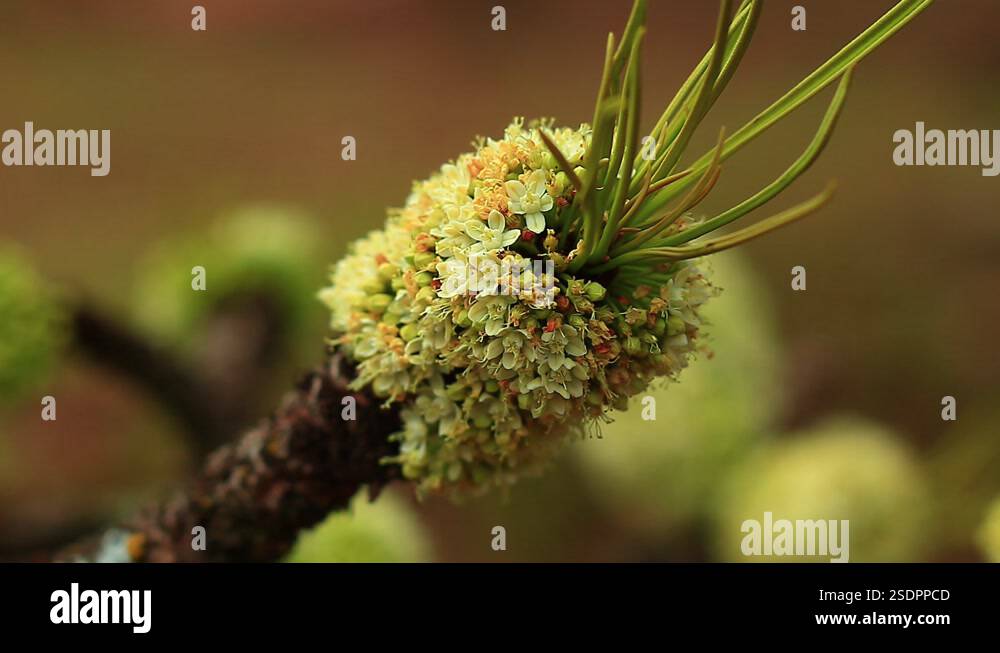 Very tiny and stumpy cluster of flowers growing on a tree limb in the ...