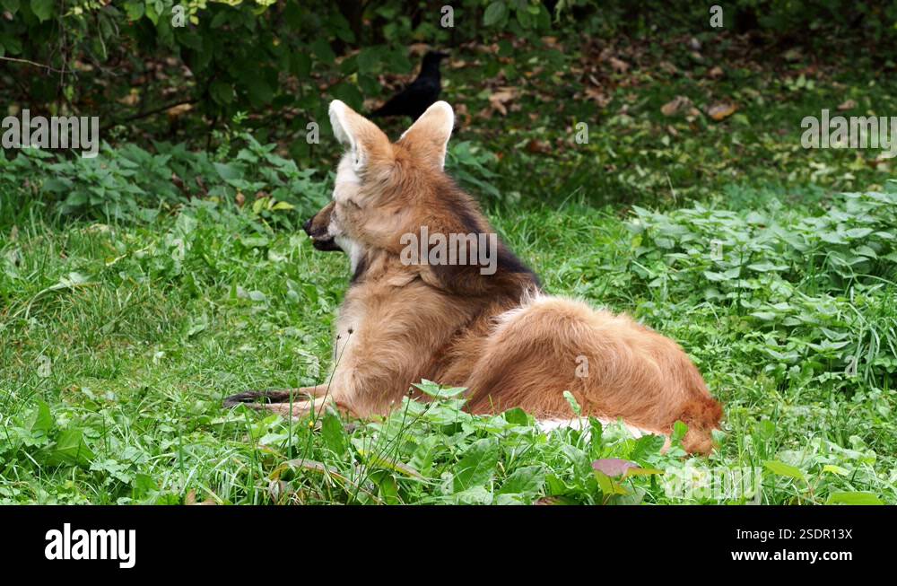 The Maned Wolf, Chrysocyon brachyurus is the largest canid of South America Stock Video Footage ...