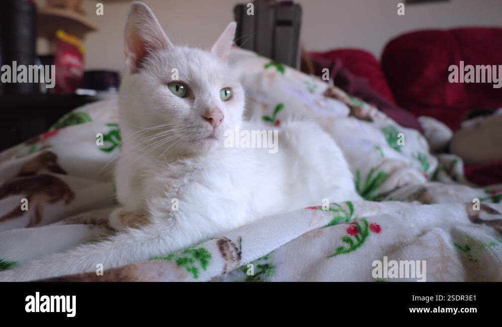 Cute white cat sitting with sick human on couch 4k Stock Video Footage ...