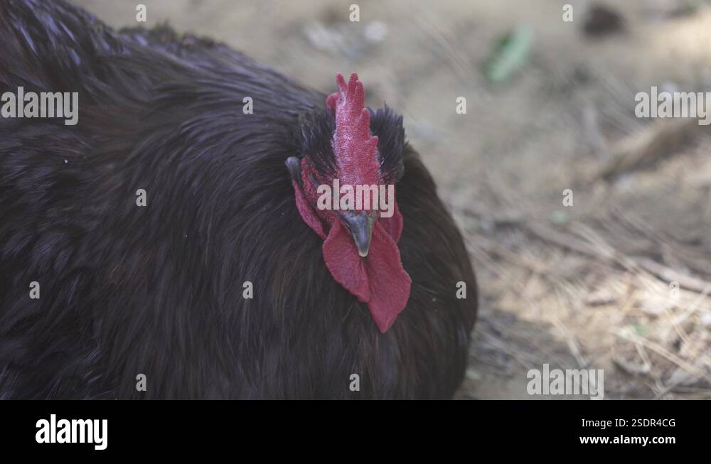Barnyard rooster Stock Videos & Footage - HD and 4K Video Clips - Alamy