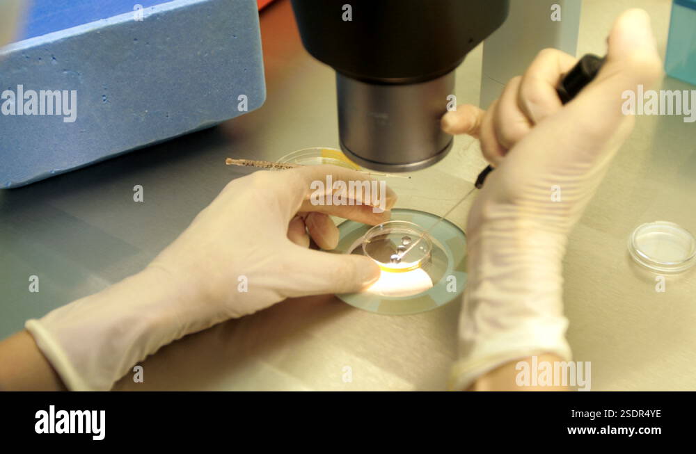 Medical lab research Petri dish in the laboratory. IVF Stock Video ...