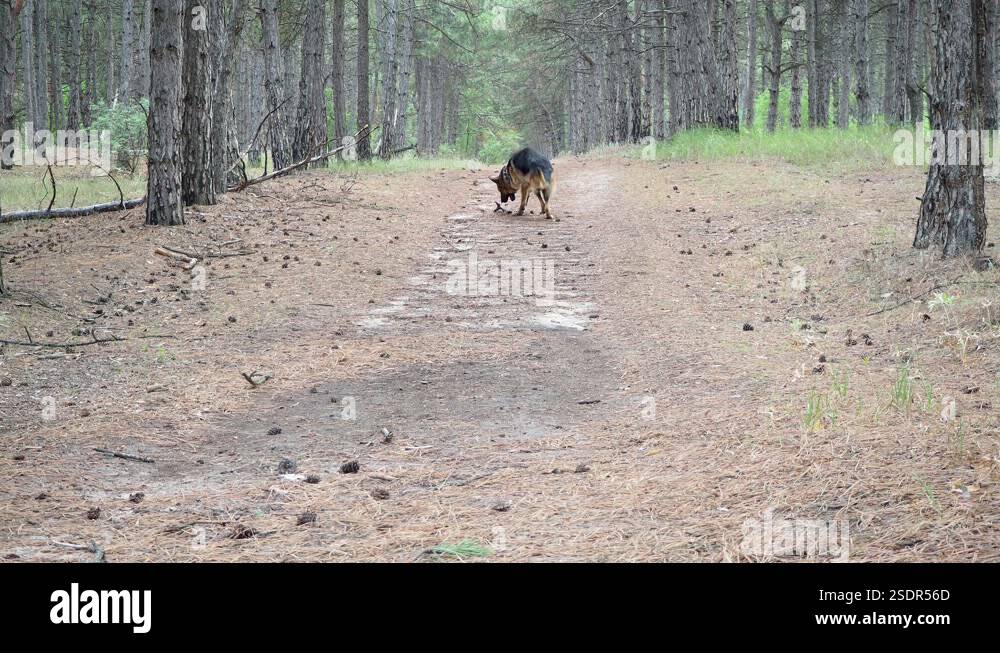 Training of dogs.German shepherd performs the command Aport. A man ...