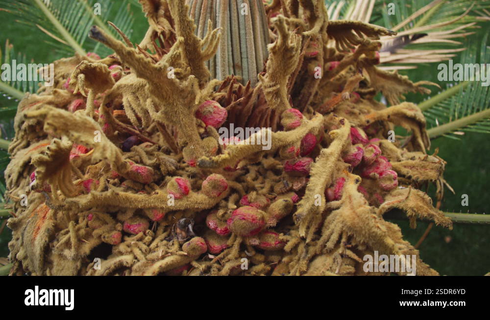 Inner. Sago Palm (Cycas revoluta) with female seed cone. Slow motion ...