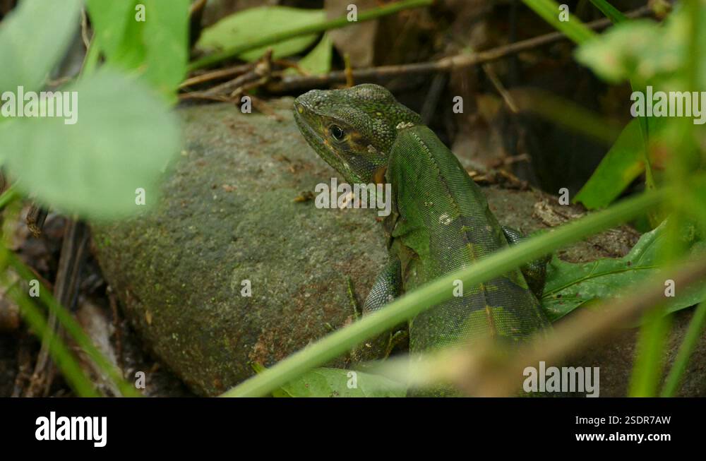 Reptile Lizard Camouflaged in Lush Rainforest Jungles of Costa Rica ...