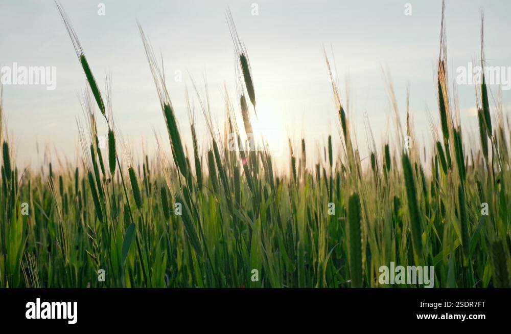 Sunlight on green wheat field, wheat ears with awns swaying in the wind ...
