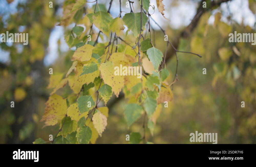 Branches of green and gold leaves waving in the wind in slow motion ...