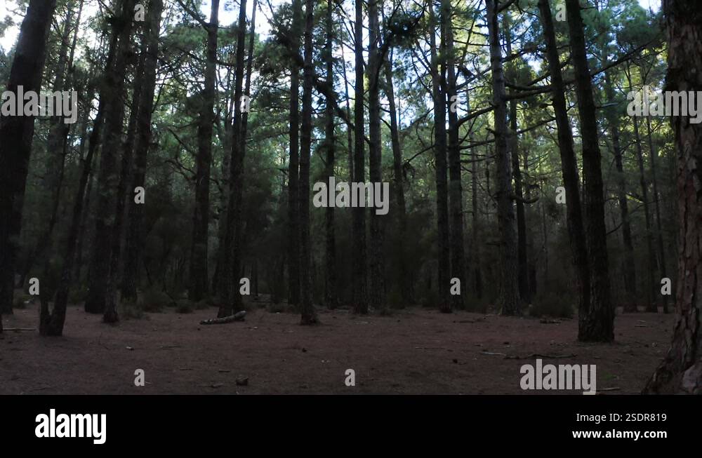 Smooth low to the ground footage of moving slowly backwards through a ...