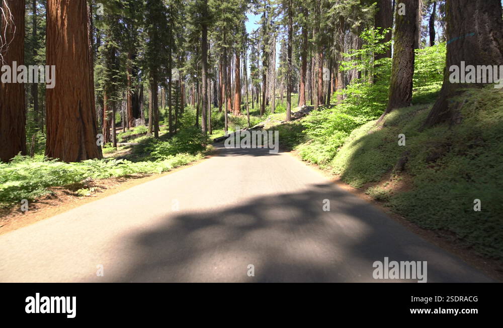 Sequoia National Park Driving Plate Rear View Crescent Meadow Rd ...