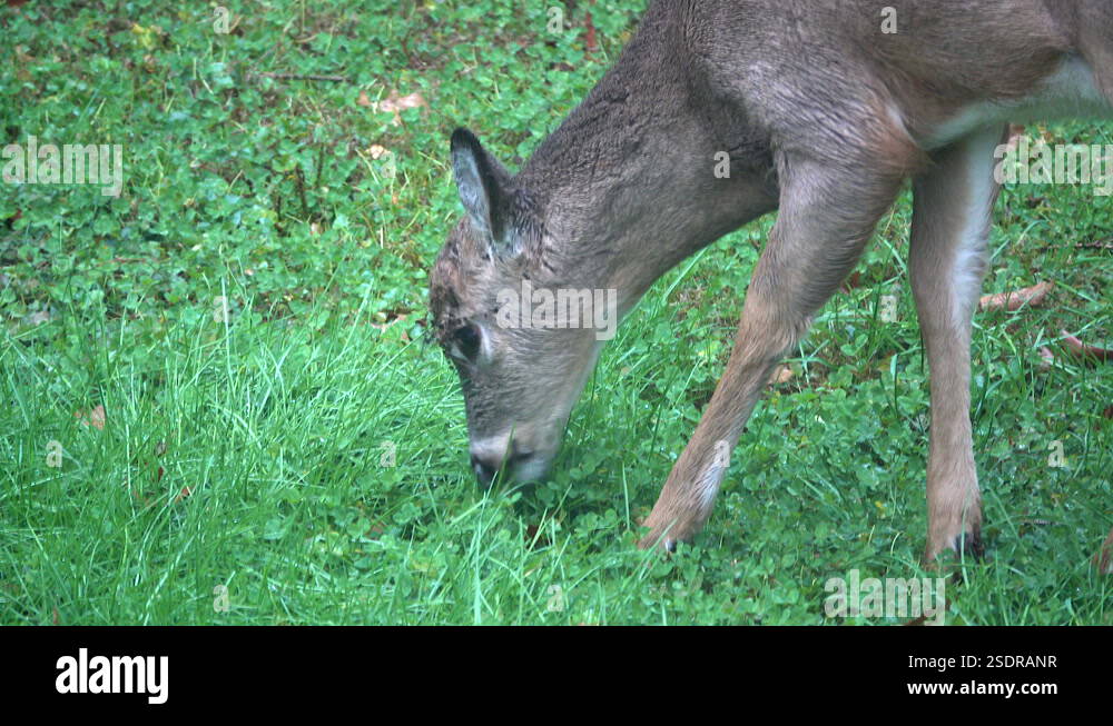 Young white-tailed deer (Odocoileus virginianus) with burs sticking on ...