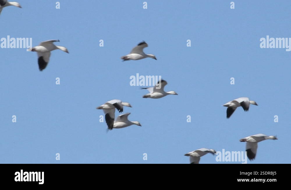 A flock of light geese fly gracefully over Bitter Lake National ...