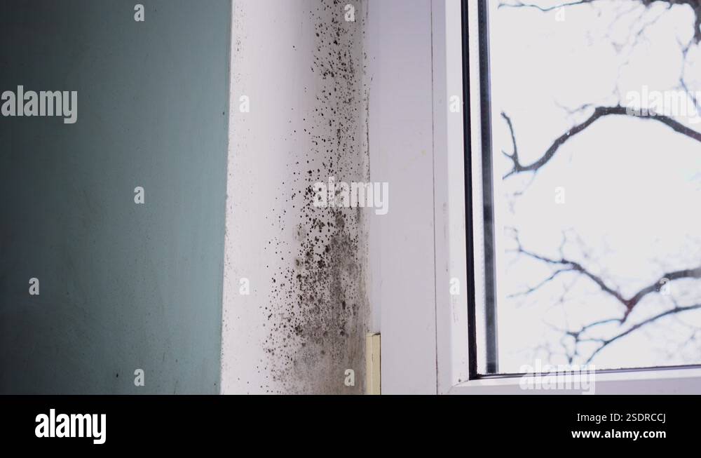 The condensation and black mould around windows. Mildew growth in house ...
