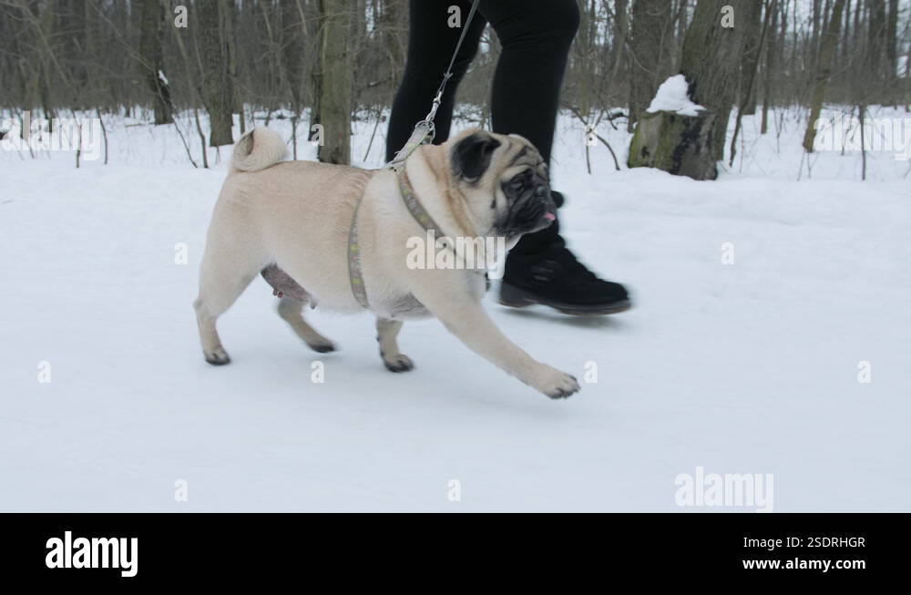 Pug dog walking in the snow with the owner on a leash. Curious pug dog ...